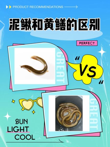 黄鳝性别会变吗_黄鳝雌雄转换原理-第1张图片-山城妙识