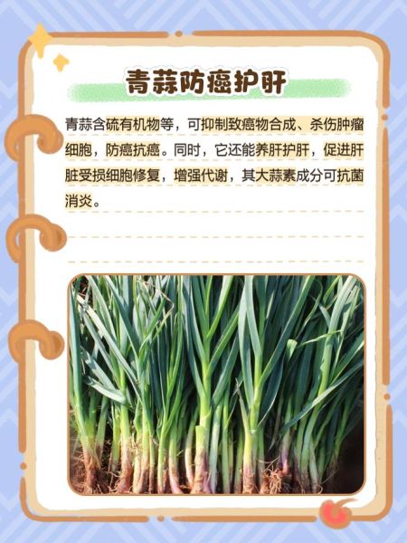 青蒜的功效与作用_青蒜怎么吃最健康-第1张图片-山城妙识