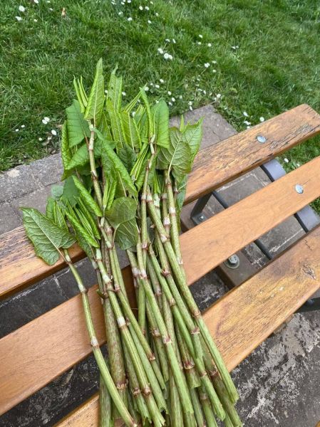 虎杖图片大全_虎杖长什么样-第2张图片-山城妙识