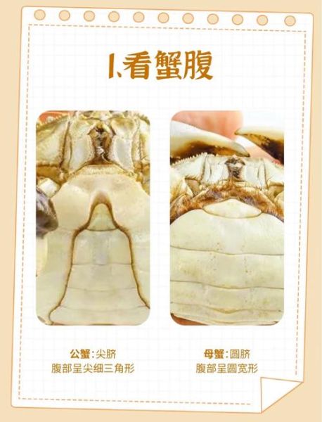 黄河口大闸蟹什么时候最肥_如何挑选当季好蟹-第1张图片-山城妙识
