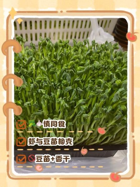 豌豆苗可以生吃吗_生吃豌豆苗安全吗-第1张图片-山城妙识