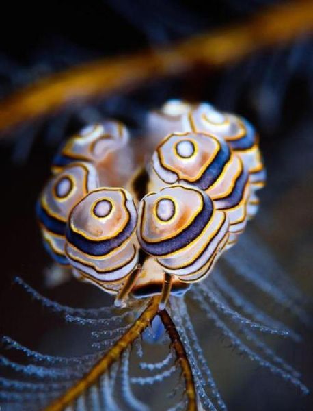 海蛞蝓多少钱一只_海蛞蝓价格影响因素-第3张图片-山城妙识