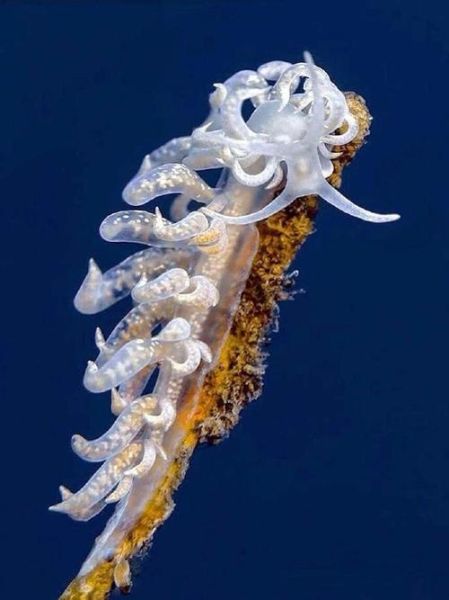 海蛞蝓多少钱一只_海蛞蝓价格影响因素-第1张图片-山城妙识