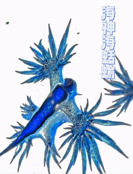 海蛞蝓多少钱一只_海蛞蝓价格影响因素-第2张图片-山城妙识