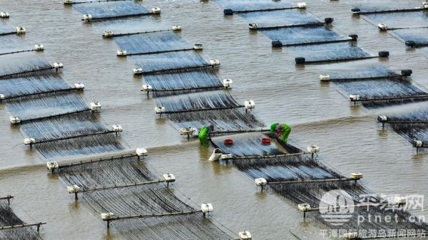 紫菜长在海里还是人工养殖_紫菜生长环境揭秘-第3张图片-山城妙识
