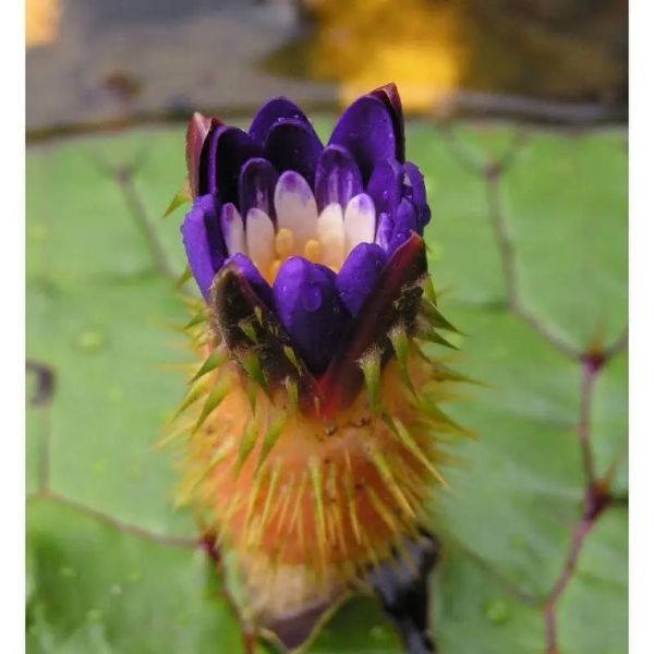 茨实读音_茨实怎么读-第1张图片-山城妙识