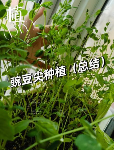 豌豆芽苗怎么种_豌豆芽苗多久能采收-第1张图片-山城妙识