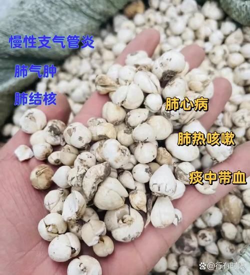 藏贝母多少钱一斤_藏贝母价格影响因素-第3张图片-山城妙识