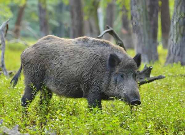 野猪是保护动物吗_野猪可以捕杀吗-第1张图片-山城妙识 野猪是保护动物吗_野猪可以捕杀吗-第1张图片-山城妙识