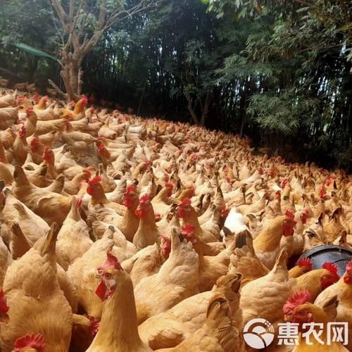 麻鸡和三黄鸡哪个好吃_口感区别在哪-第3张图片-山城妙识 麻鸡和三黄鸡哪个好吃_口感区别在哪-第3张图片-山城妙识