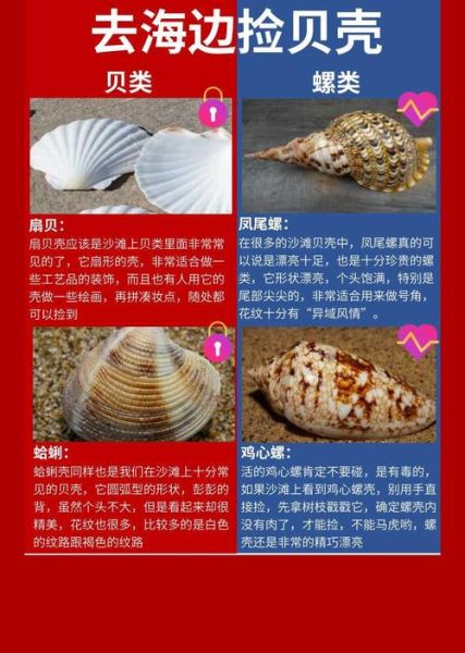 扇贝是什么东西_扇贝的寓意和象征-第1张图片-山城妙识