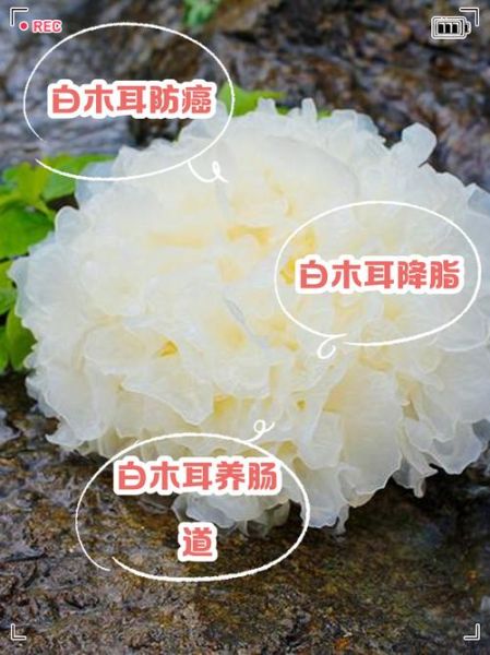 白色木耳和银耳的区别_哪个更营养-第3张图片-山城妙识