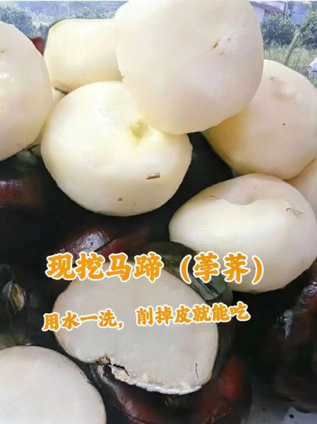 马蹄荸荠可以生吃吗_生吃荸荠安全吗-第2张图片-山城妙识 马蹄荸荠可以生吃吗_生吃荸荠安全吗-第2张图片-山城妙识