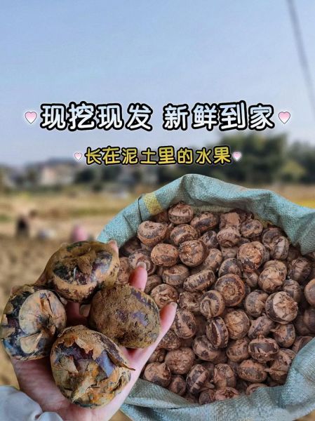 马蹄荸荠可以生吃吗_生吃荸荠安全吗-第3张图片-山城妙识 马蹄荸荠可以生吃吗_生吃荸荠安全吗-第3张图片-山城妙识