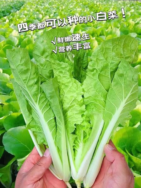奶油白菜是哪里的菜系_奶油白菜正宗做法-第1张图片-山城妙识 奶油白菜是哪里的菜系_奶油白菜正宗做法-第1张图片-山城妙识