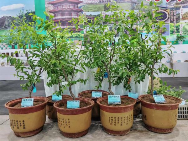 枣树什么时候移栽最好_枣树移栽最佳季节-第3张图片-山城妙识