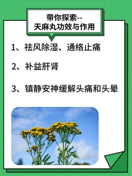 男人吃天麻壮阳吗_天麻对男性性功能有效吗-第1张图片-山城妙识 男人吃天麻壮阳吗_天麻对男性性功能有效吗-第1张图片-山城妙识