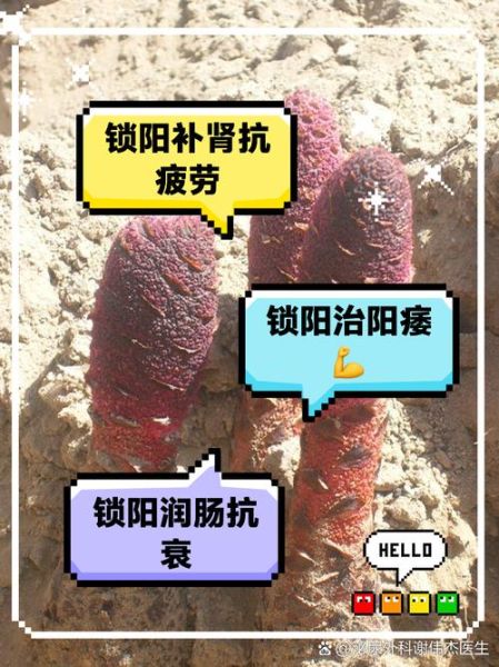 锁阳的功效与作用_锁阳主治哪些疾病-第1张图片-山城妙识 锁阳的功效与作用_锁阳主治哪些疾病-第1张图片-山城妙识