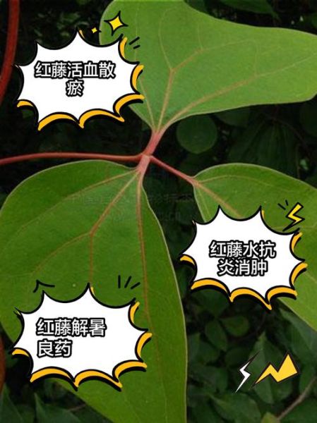 红藤的功效与作用_红藤能治疗哪些疾病-第2张图片-山城妙识 红藤的功效与作用_红藤能治疗哪些疾病-第2张图片-山城妙识