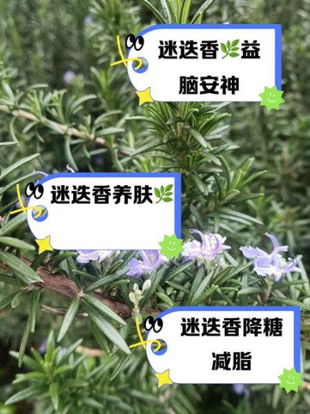 迷迭香对生殖系统有害吗_迷迭香影响生育力真相-第2张图片-山城妙识 迷迭香对生殖系统有害吗_迷迭香影响生育力真相-第2张图片-山城妙识
