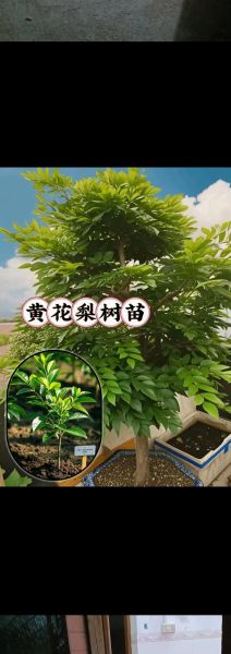 黄花梨树苗多少钱一棵_黄花梨树苗怎么种植-第2张图片-山城妙识