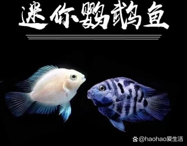 鹦嘴鱼吃什么_鹦嘴鱼怎么养-第3张图片-山城妙识
