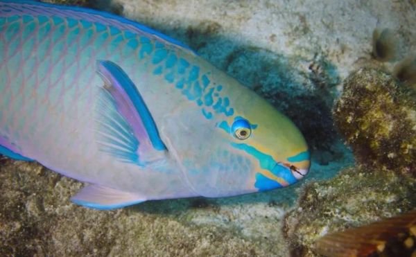 鹦嘴鱼吃什么_鹦嘴鱼怎么养-第2张图片-山城妙识