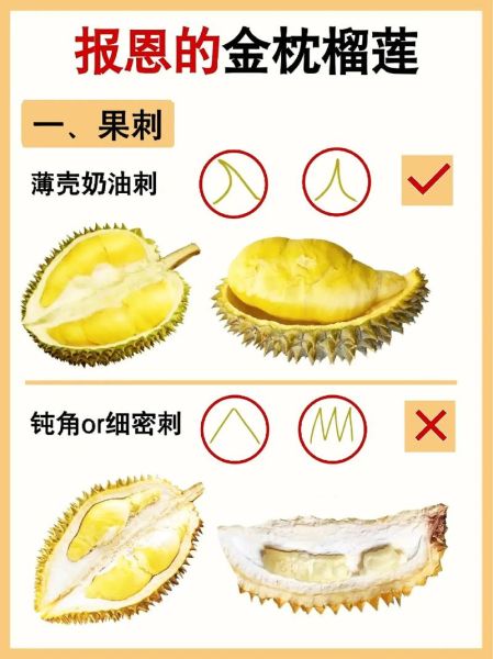 榴莲怎么挑_榴莲怎么保存-第1张图片-山城妙识 榴莲怎么挑_榴莲怎么保存-第1张图片-山城妙识