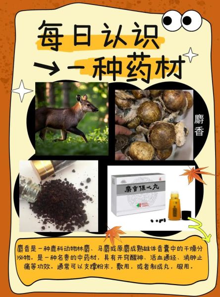 麝香是什么_麝香有哪些功效与作用-第3张图片-山城妙识 麝香是什么_麝香有哪些功效与作用-第3张图片-山城妙识