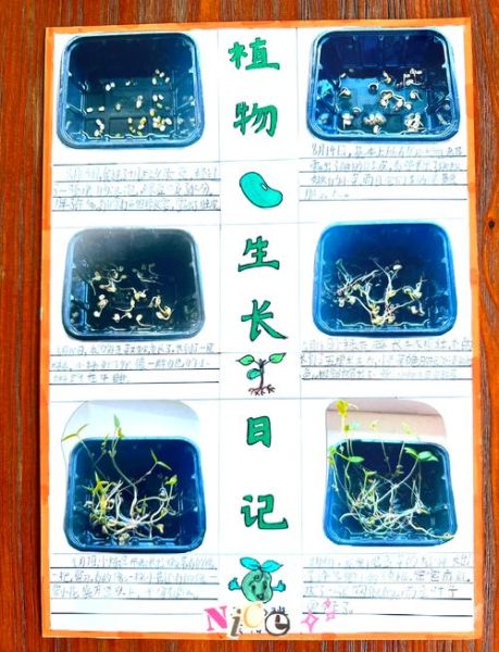 绿豆芽怎么种_绿豆芽发芽需要几天-第1张图片-山城妙识