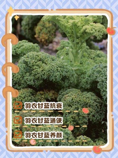 绿甘蓝菜的功效与作用禁忌_哪些人不能吃-第1张图片-山城妙识 绿甘蓝菜的功效与作用禁忌_哪些人不能吃-第1张图片-山城妙识