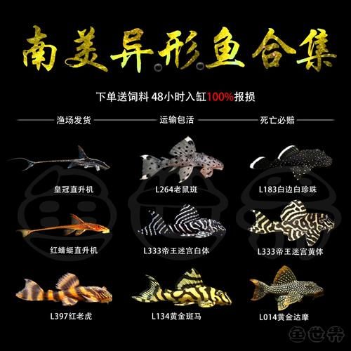 老鼠斑异型鱼怎么养_老鼠斑异型鱼能长多大-第1张图片-山城妙识