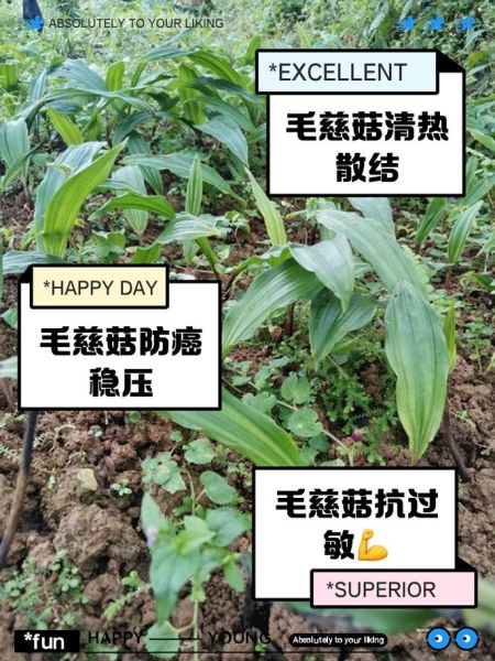 慈姑的功效与作用_慈姑怎么吃最营养-第1张图片-山城妙识 慈姑的功效与作用_慈姑怎么吃最营养-第1张图片-山城妙识