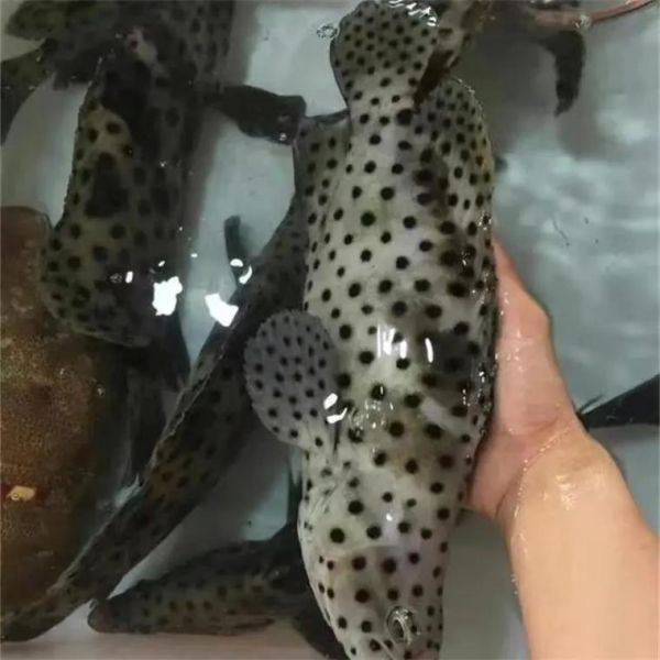 老鼠斑异型鱼怎么养_老鼠斑异型鱼能长多大-第3张图片-山城妙识