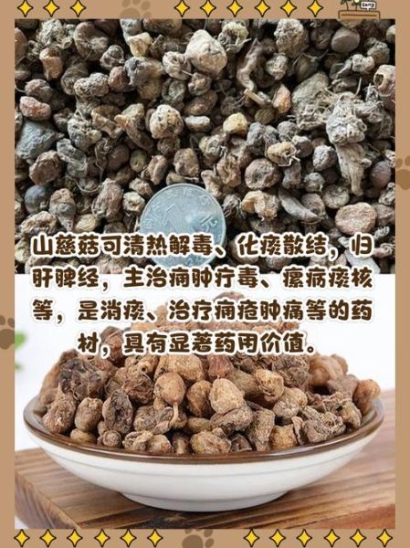 慈姑的功效与作用_慈姑怎么吃最营养-第3张图片-山城妙识 慈姑的功效与作用_慈姑怎么吃最营养-第3张图片-山城妙识