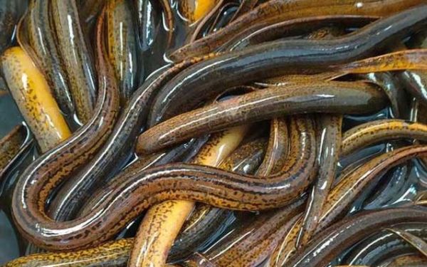 黄鳝养殖周期多长时间_黄鳝苗多久能上市-第2张图片-山城妙识 黄鳝养殖周期多长时间_黄鳝苗多久能上市-第2张图片-山城妙识