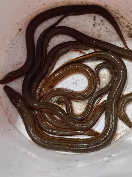 黄鳝养殖周期多长时间_黄鳝苗多久能上市-第3张图片-山城妙识 黄鳝养殖周期多长时间_黄鳝苗多久能上市-第3张图片-山城妙识