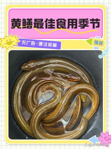 黄鳝养殖周期多长时间_黄鳝苗多久能上市-第1张图片-山城妙识 黄鳝养殖周期多长时间_黄鳝苗多久能上市-第1张图片-山城妙识