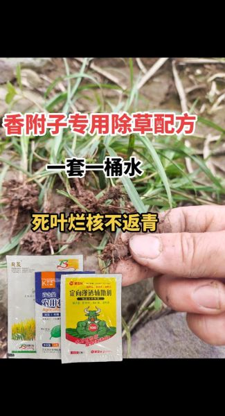 香附子用什么除草剂能根除_香附子除草剂哪种最好-第1张图片-山城妙识 香附子用什么除草剂能根除_香附子除草剂哪种最好-第1张图片-山城妙识
