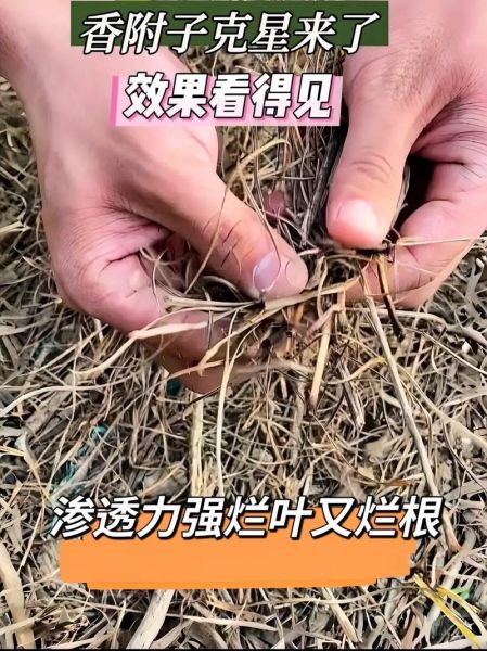 香附子用什么除草剂能根除_香附子除草剂哪种最好-第2张图片-山城妙识 香附子用什么除草剂能根除_香附子除草剂哪种最好-第2张图片-山城妙识