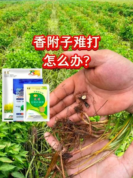 香附子用什么除草剂能根除_香附子除草剂哪种最好-第3张图片-山城妙识 香附子用什么除草剂能根除_香附子除草剂哪种最好-第3张图片-山城妙识