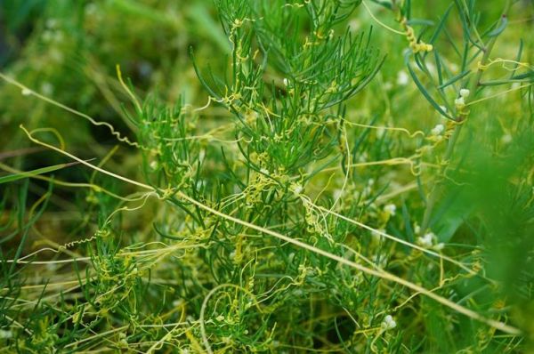 菟丝子图片大全大图_菟丝子长什么样-第2张图片-山城妙识 菟丝子图片大全大图_菟丝子长什么样-第2张图片-山城妙识