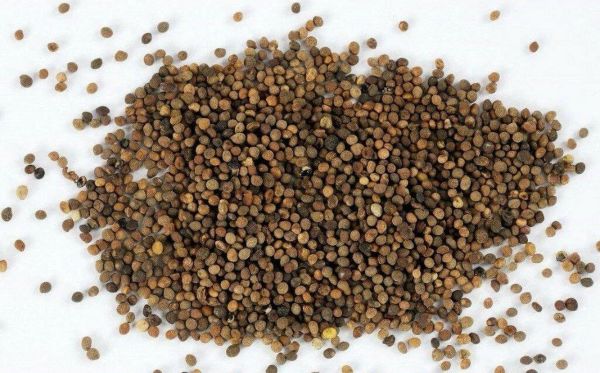 菟丝子图片大全大图_菟丝子长什么样-第3张图片-山城妙识 菟丝子图片大全大图_菟丝子长什么样-第3张图片-山城妙识