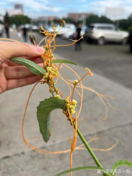 菟丝子图片大全大图_菟丝子长什么样-第1张图片-山城妙识 菟丝子图片大全大图_菟丝子长什么样-第1张图片-山城妙识