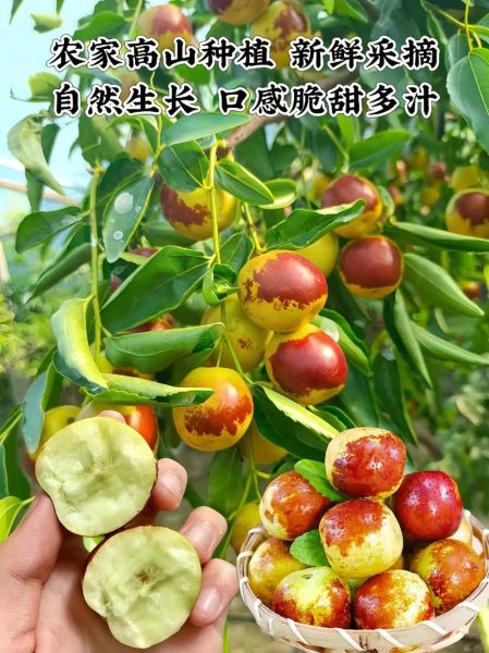 冬枣的功效与作用_冬枣的营养价值高吗-第2张图片-山城妙识 冬枣的功效与作用_冬枣的营养价值高吗-第2张图片-山城妙识