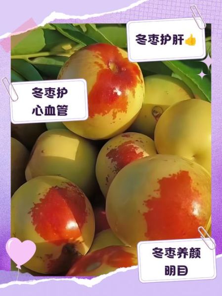 冬枣的功效与作用_冬枣的营养价值高吗-第3张图片-山城妙识 冬枣的功效与作用_冬枣的营养价值高吗-第3张图片-山城妙识