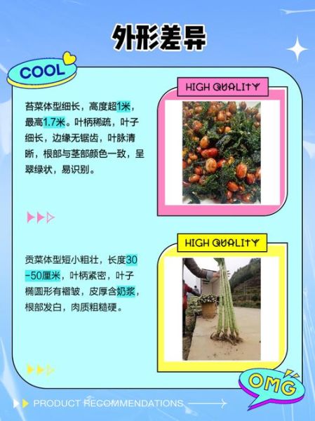 苔菜和贡菜的区别_苔菜贡菜哪个好吃-第1张图片-山城妙识 苔菜和贡菜的区别_苔菜贡菜哪个好吃-第1张图片-山城妙识