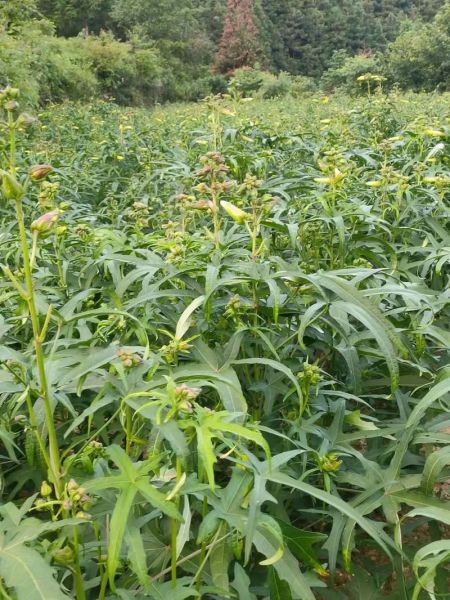 黄蜀葵怎么种_黄蜀葵种植时间-第1张图片-山城妙识