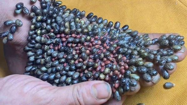 莲蓬乳病是什么_莲蓬乳病会传染吗-第2张图片-山城妙识 莲蓬乳病是什么_莲蓬乳病会传染吗-第2张图片-山城妙识