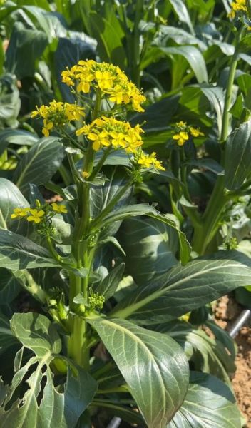 菜心种植技术_菜心管理要点-第1张图片-山城妙识